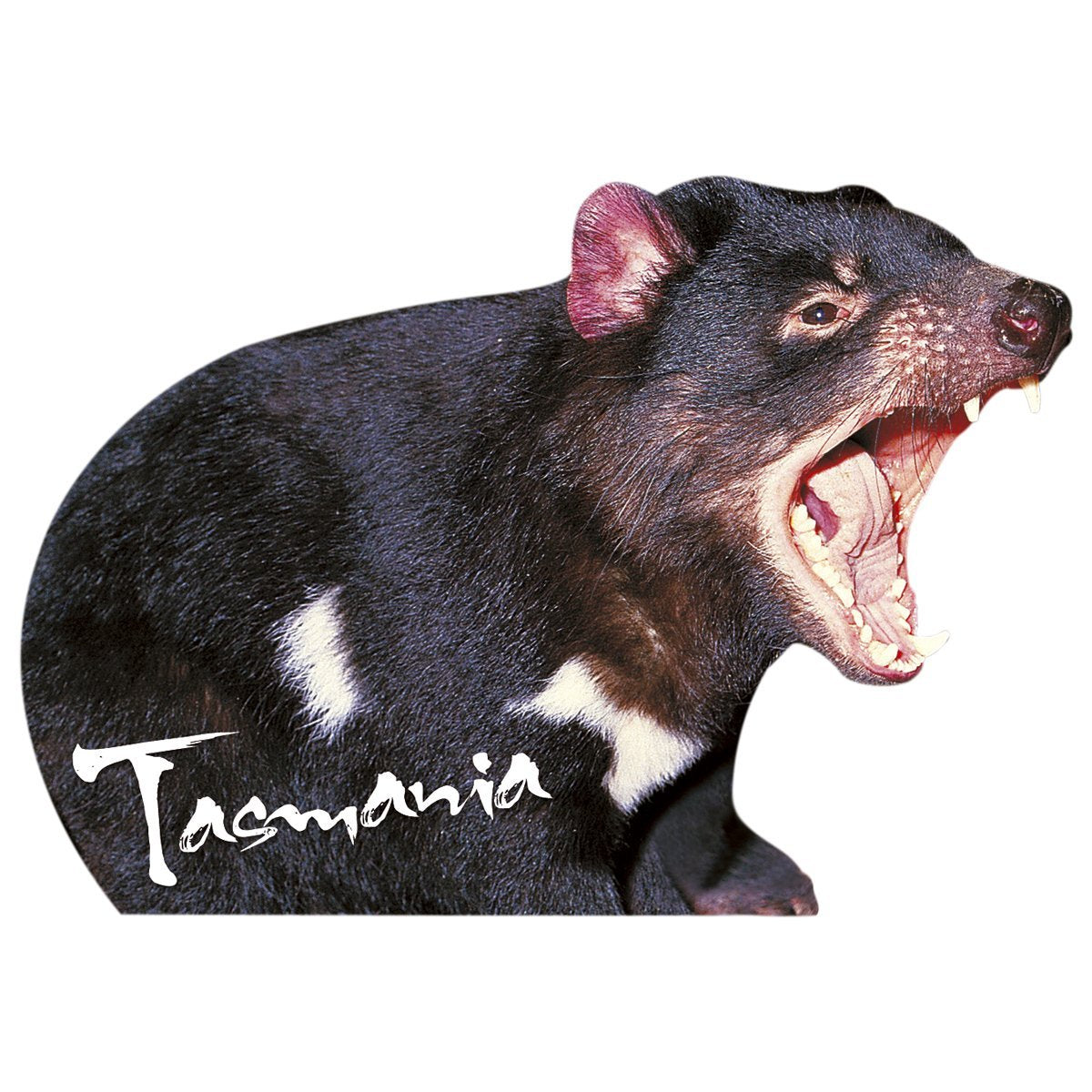 MAGNET SHAPED TAS DEVIL - VISIT Brands